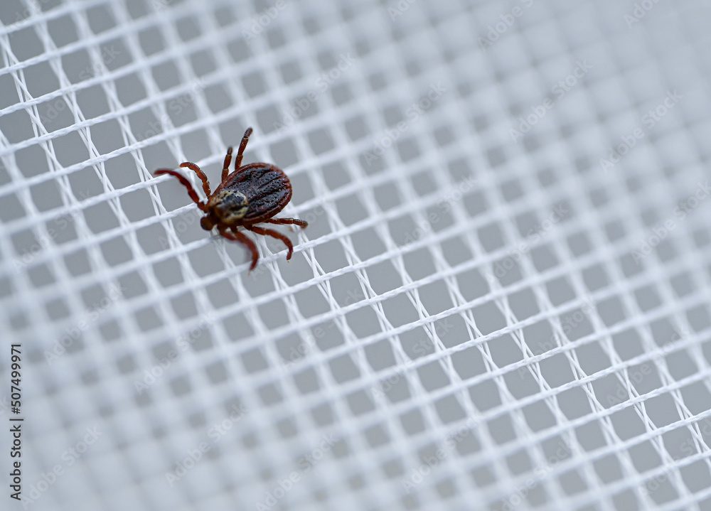 tick carrier of encephalitis on a white grid. dangerous tick bite. mite ...