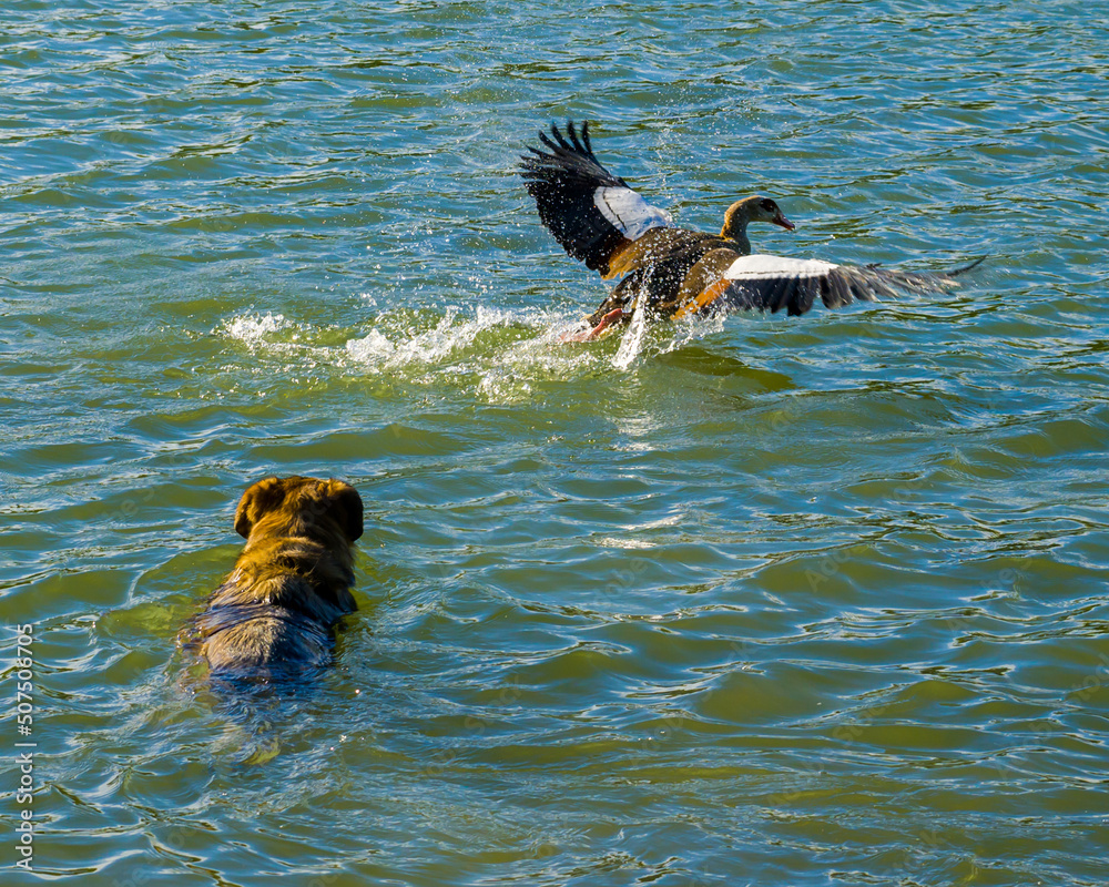 Dog chases egyptian goose on water, spread wings, water splashes Stock ...