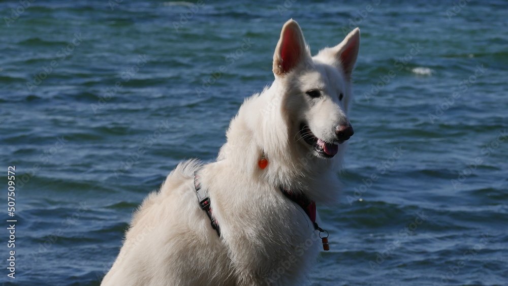 Weißer Hund (Weißer Schäferhund, Rasse Berger Blanc Suisse) mit ...