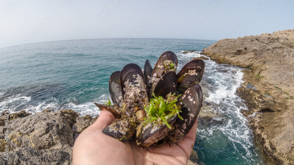 Mussels in their natural habitat, mussels on the rocks undersea, group ...