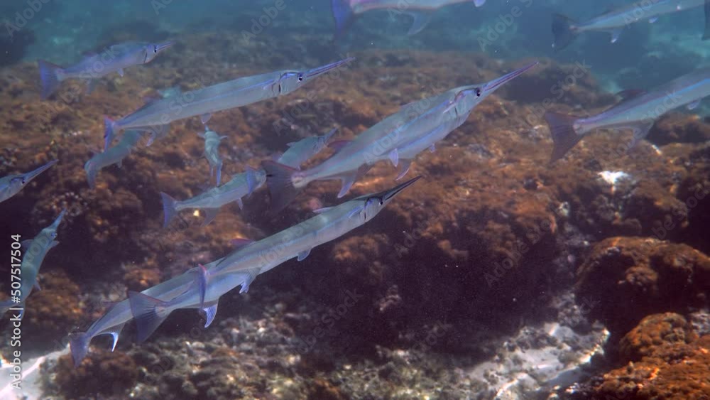 School of reef needlefish or Belonidae hunting on a coral reef ...