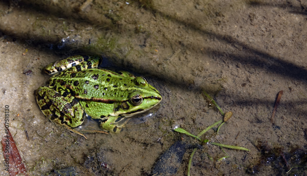 Grenouille verte sur les bord d'un étang en Sologne Stock Photo | Adobe ...