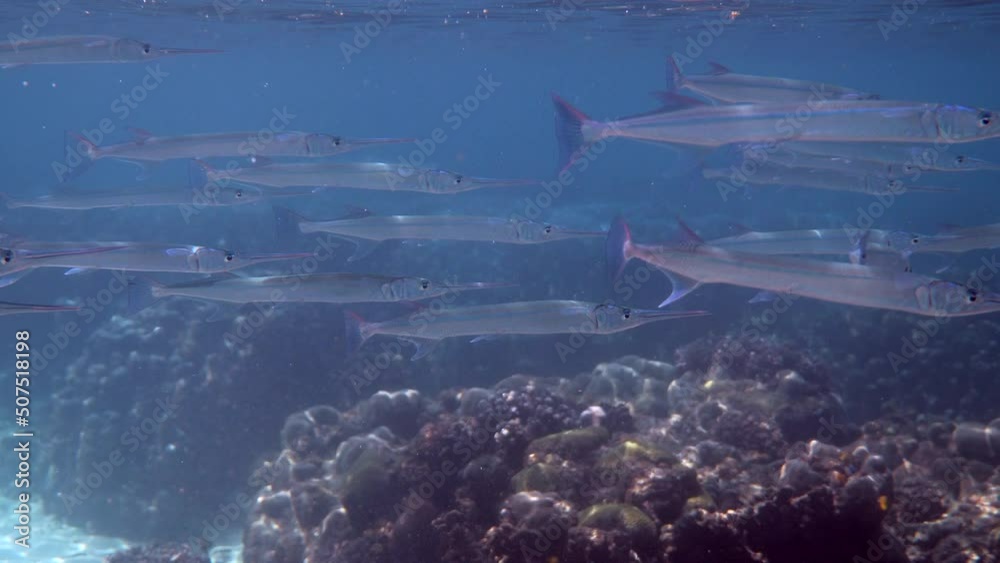 School of reef needlefish or Belonidae hunting on a coral reef ...