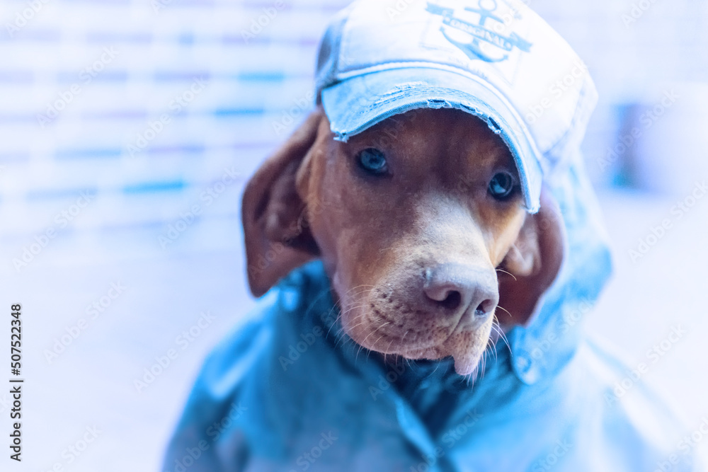 Magyar Vizsla mit Cap Stock Photo | Adobe Stock