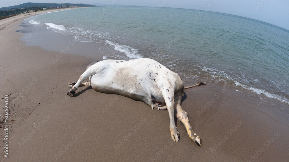 Dead cow in the beach, Death nature, dead animal, human ecology issues ...