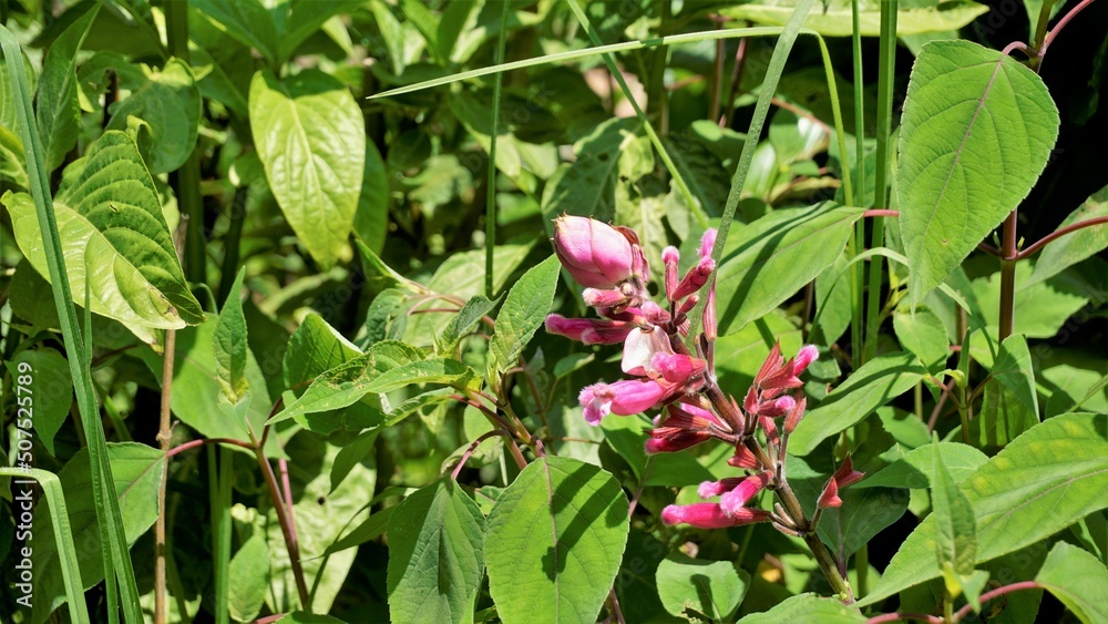 Beautiful flower with buds of Salvia involucrata also known as rosy ...