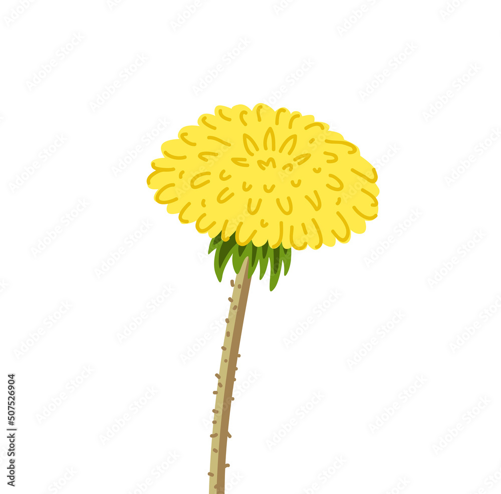 Dandelion yellow flower. Botanical vector illustration, isolated on ...