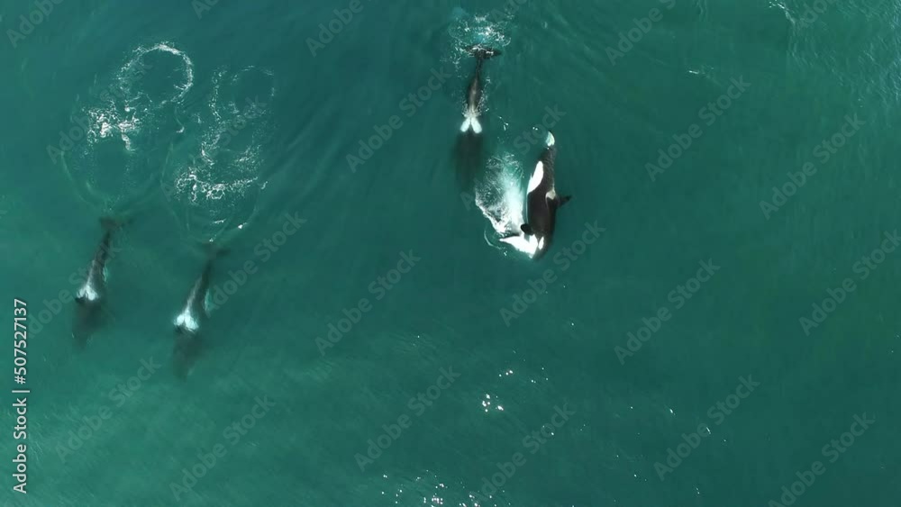 Vidéo Stock Dramatic aerial view landscape of flock of Orca killer ...
