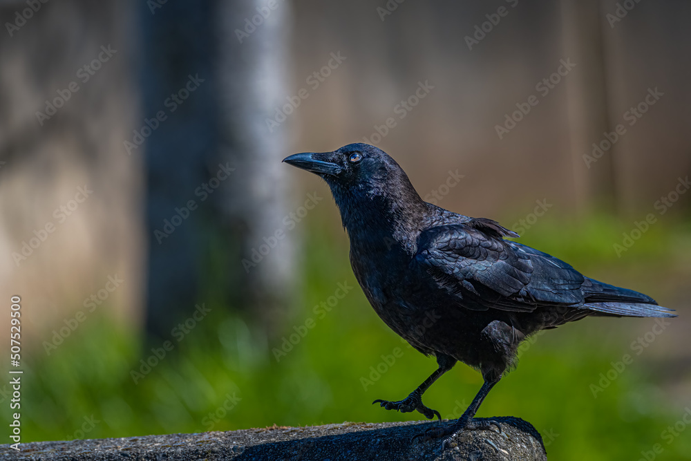 2022-05-25 A LONE CROW STANDING ON A CEMENT EDGE WITH ONE FOOT RAISED ...