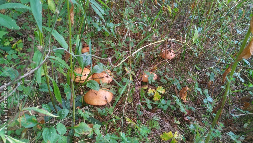 In a forest clearing among grass and strawberry bushes, a family of ...