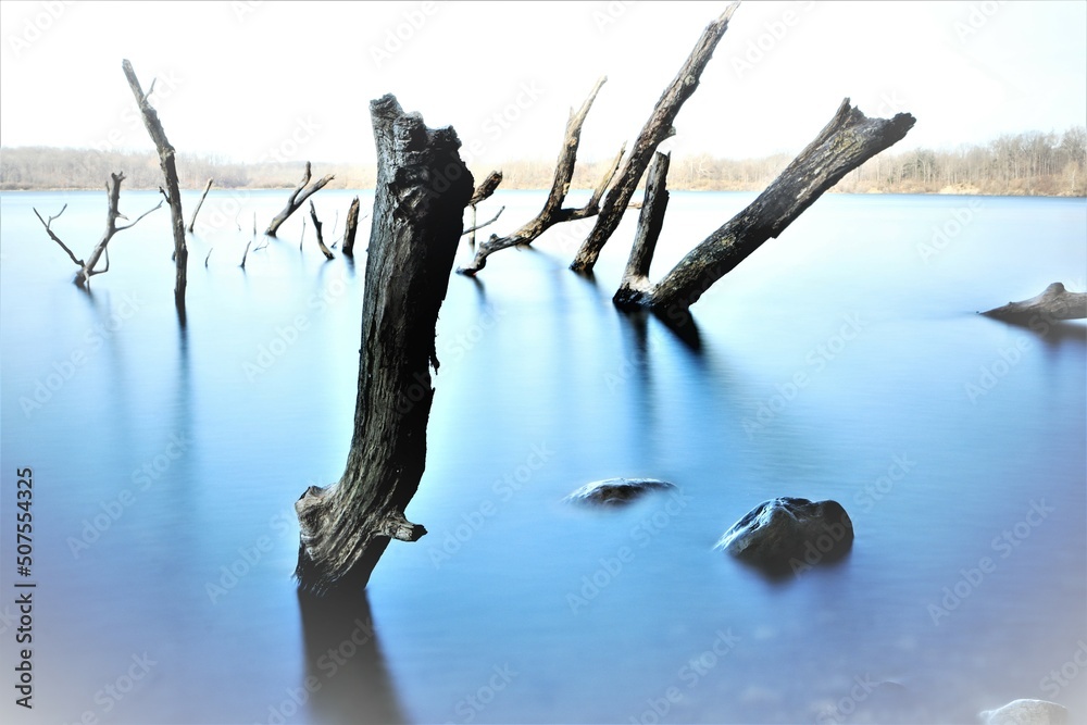 tree in the water Stock Photo | Adobe Stock