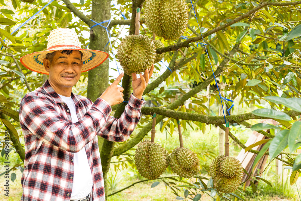 durians on the durian tree in durian orchard, durian farmer Stock Photo ...