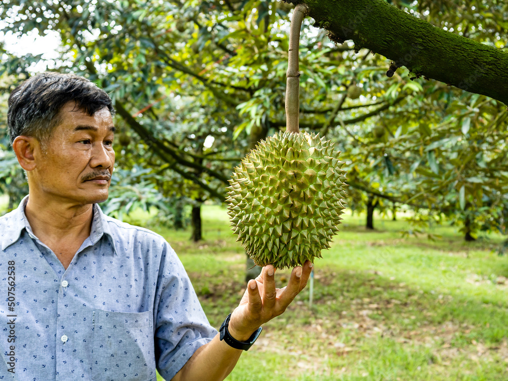 durians on the durian tree in durian orchard, durian farmer Stock Photo ...