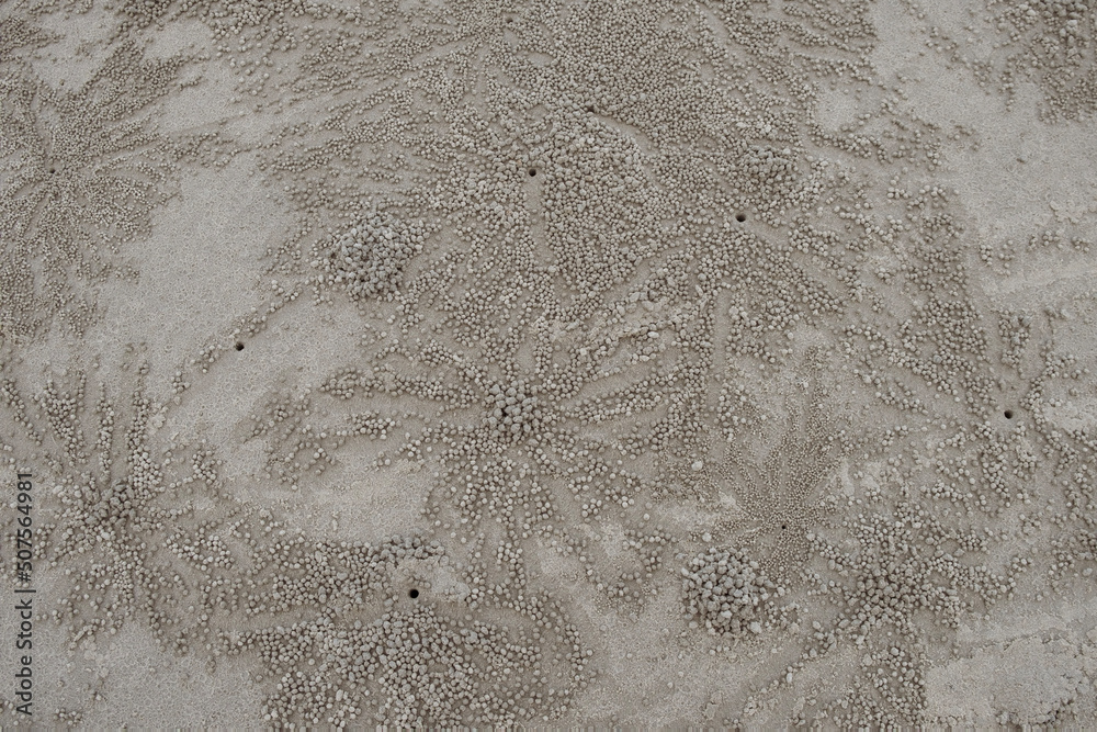 Sand Crab bubblers at the Daintree, Queensland, Australia. Balls of ...