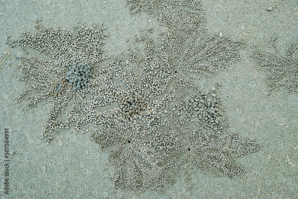 Sand Crab bubblers at the Daintree, Queensland, Australia. Balls of ...