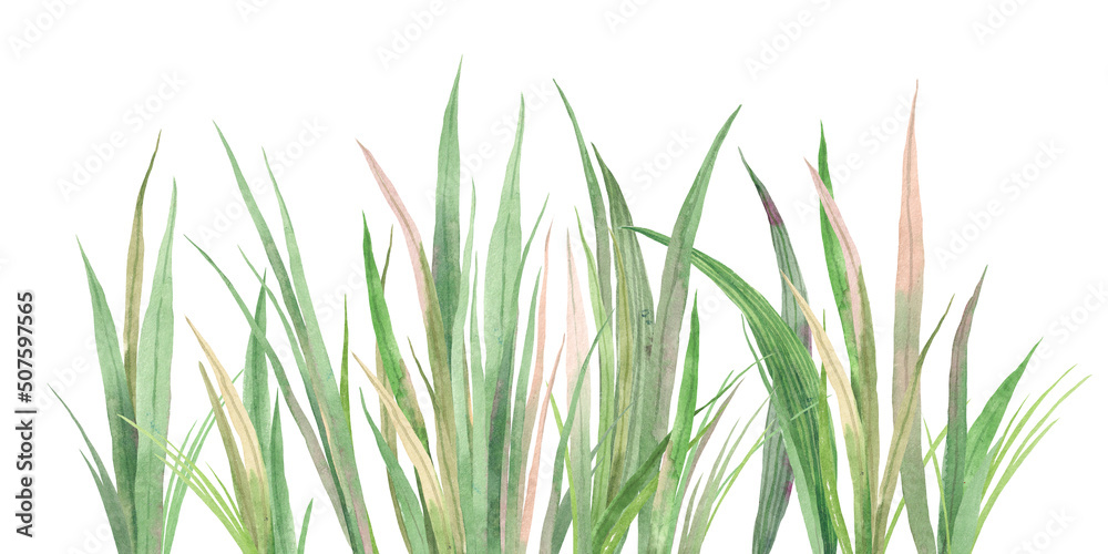 Hand drawn watercolor grass isolated on white background. Abstract ...