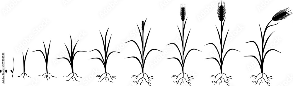 Black silhouette of rye life cycle. Stages of growth from seed to ...