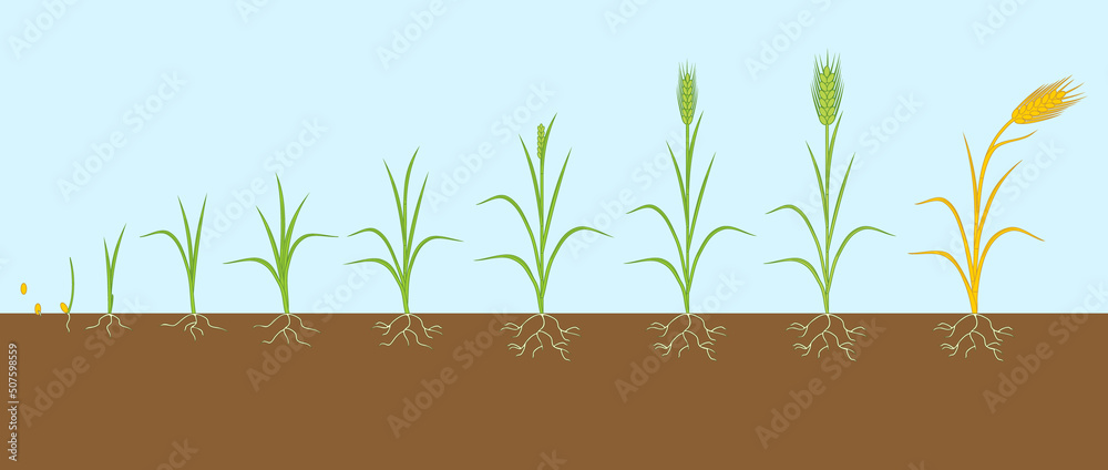 Rye life cycle. Stages of growth from seed to mature rye plant with ...