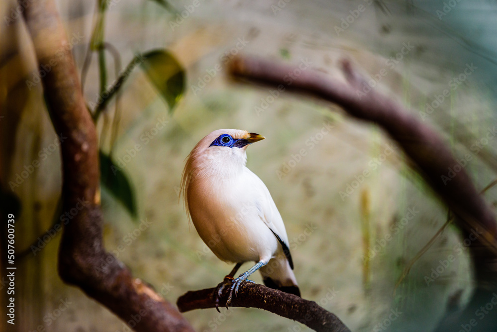 The Critically endangered Bali myna (Leucopsar rothschildi), also known ...