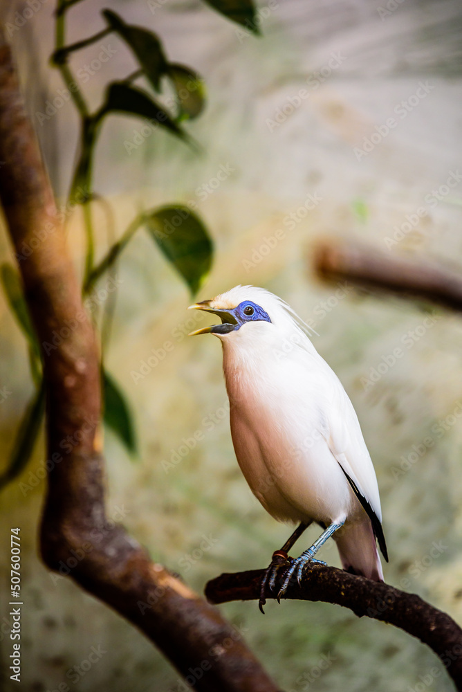 The Critically endangered Bali myna (Leucopsar rothschildi), also known ...