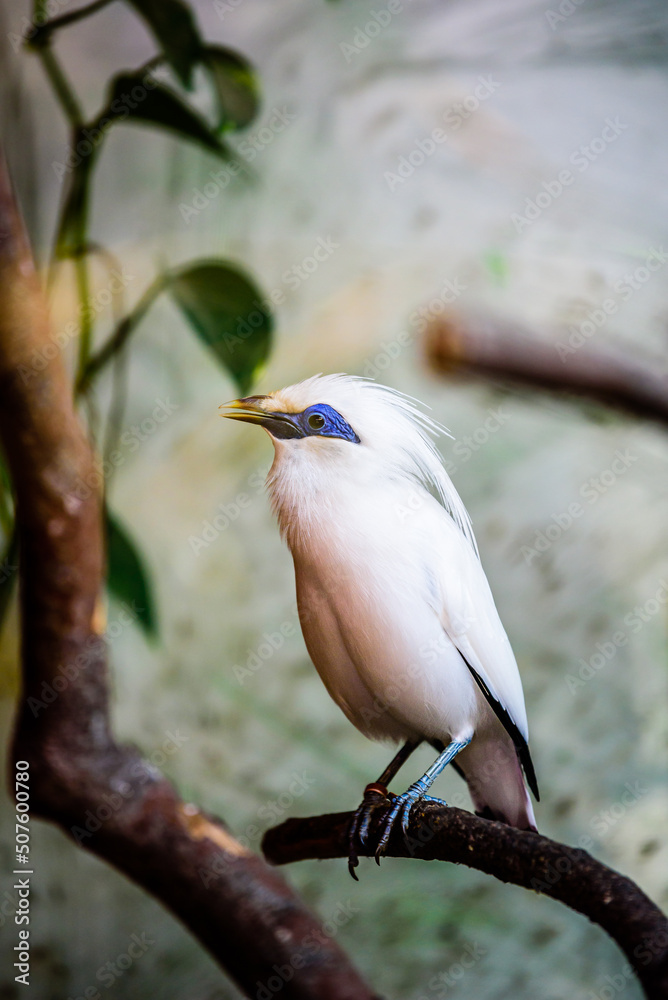 The Critically endangered Bali myna (Leucopsar rothschildi), also known ...