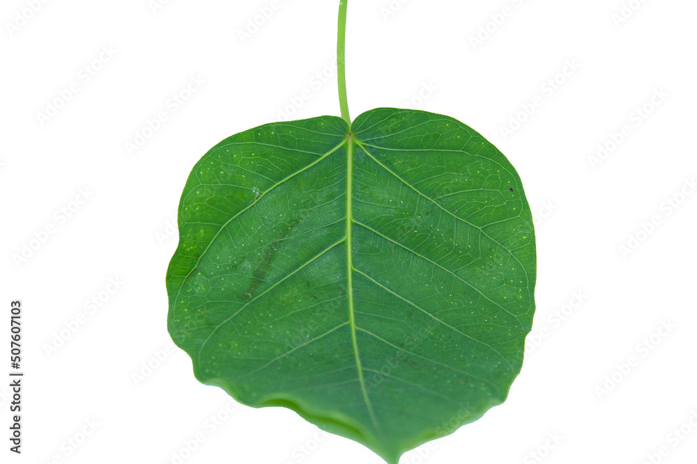 Green Bodhi Leaf-with pattern-straight-line-and-curve-patterns that are ...