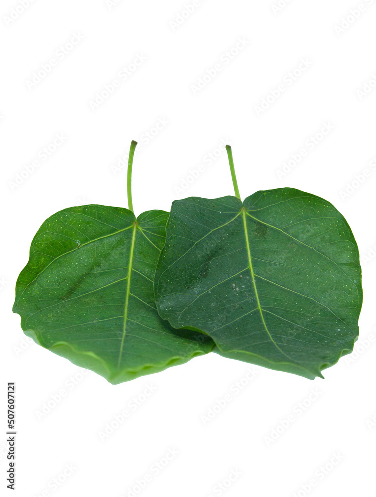 Green Bodhi Leaf-with pattern-straight-line-and-curve-patterns that are ...