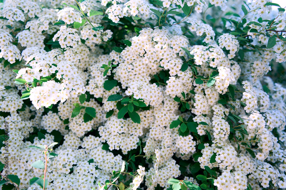 Bush Vanhoutte spirea. Spring blooming shrub with many white flowers ...