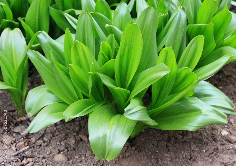 Rosettes of green leaves of the bulbous perennial Colchicum autumnale ...