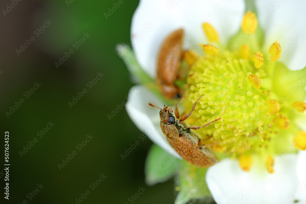 The raspberry beetle (Byturus tomentosus) on damaged flower buds of ...