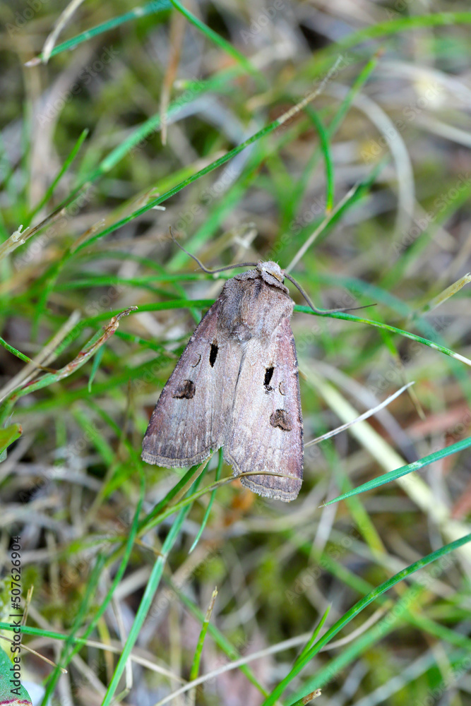 Heart and Dart Moth (Agrotis exclamationis) is a moth of the family ...