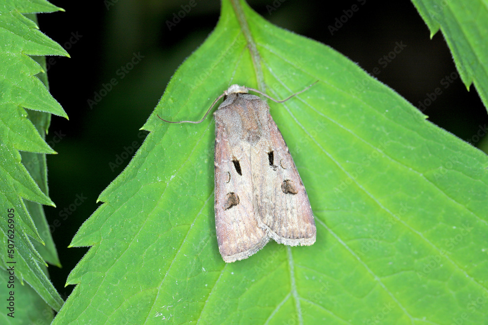 Heart and Dart Moth (Agrotis exclamationis) is a moth of the family ...