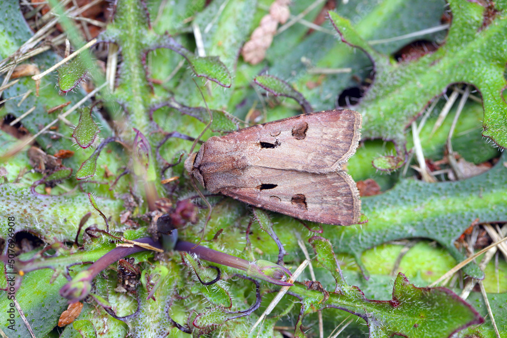 Heart and Dart Moth (Agrotis exclamationis) is a moth of the family ...