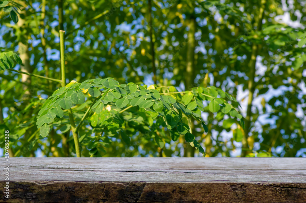 Old wood empty table for product display in front of green moringa ...