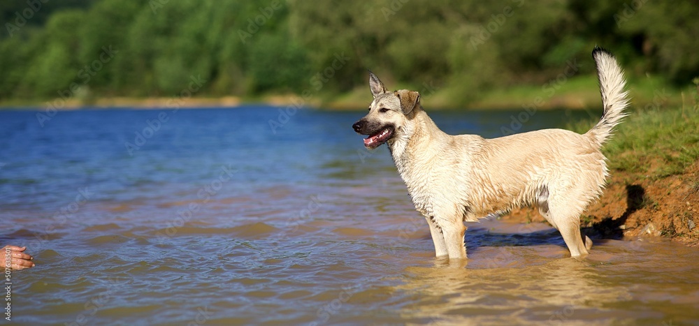 Chiot loup tchèque dans l'eau d'un lac - vacances chien animal ...
