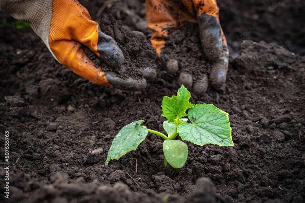 People hands pour the soil when planting seedlings Stock Photo | Adobe ...