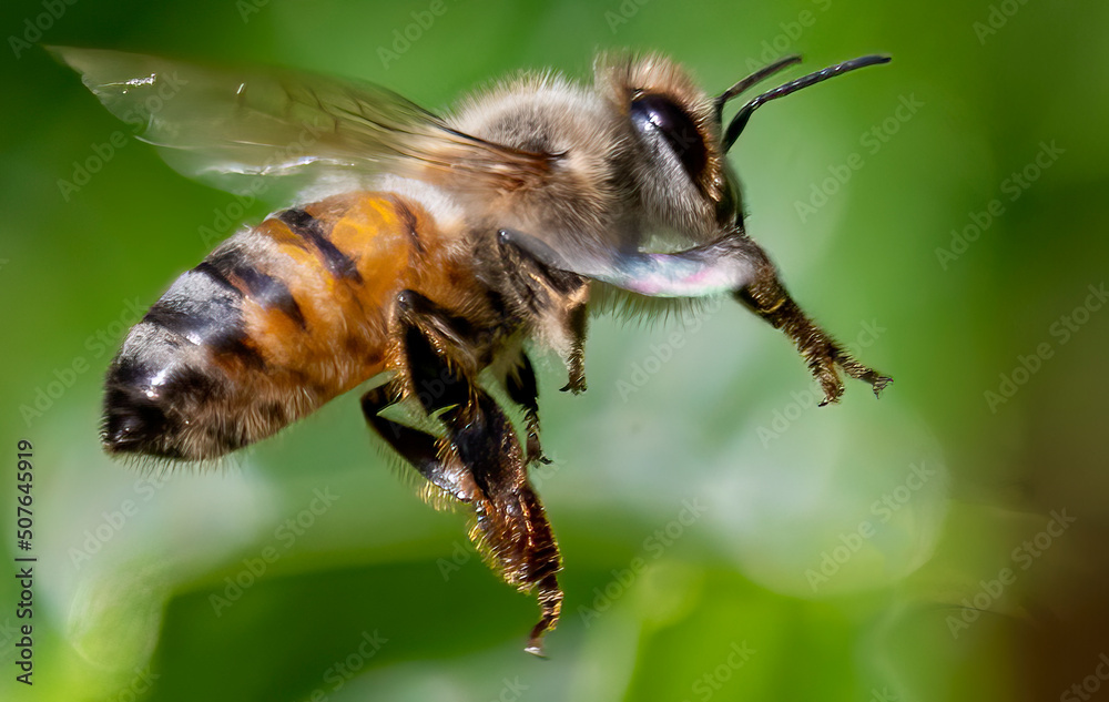 Bee in flight Stock Photo | Adobe Stock