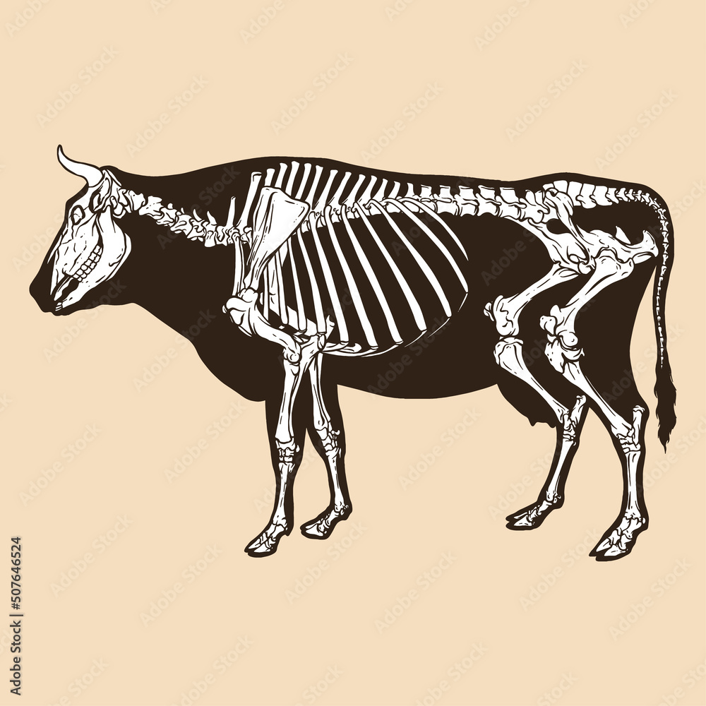 Skeleton cow vector illustration Stock Vector | Adobe Stock