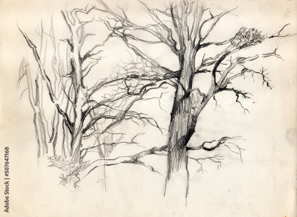 Vintage pencil drawing with old trees on a beige faded paper ...