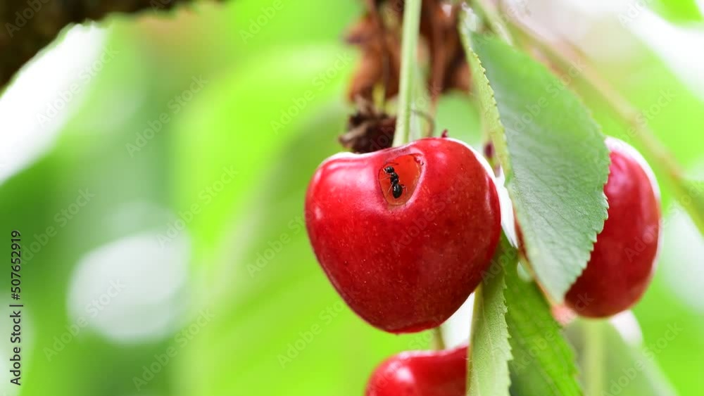 Close-up of a cherry on a tree branch being eaten by ants, affecting ...
