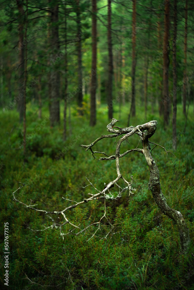 Dry spruce on a green swamp. The dried root of a tree in the taiga ...