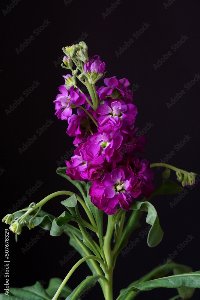 Beautiful background with purple matthiola, Matthiola Incana Stock ...