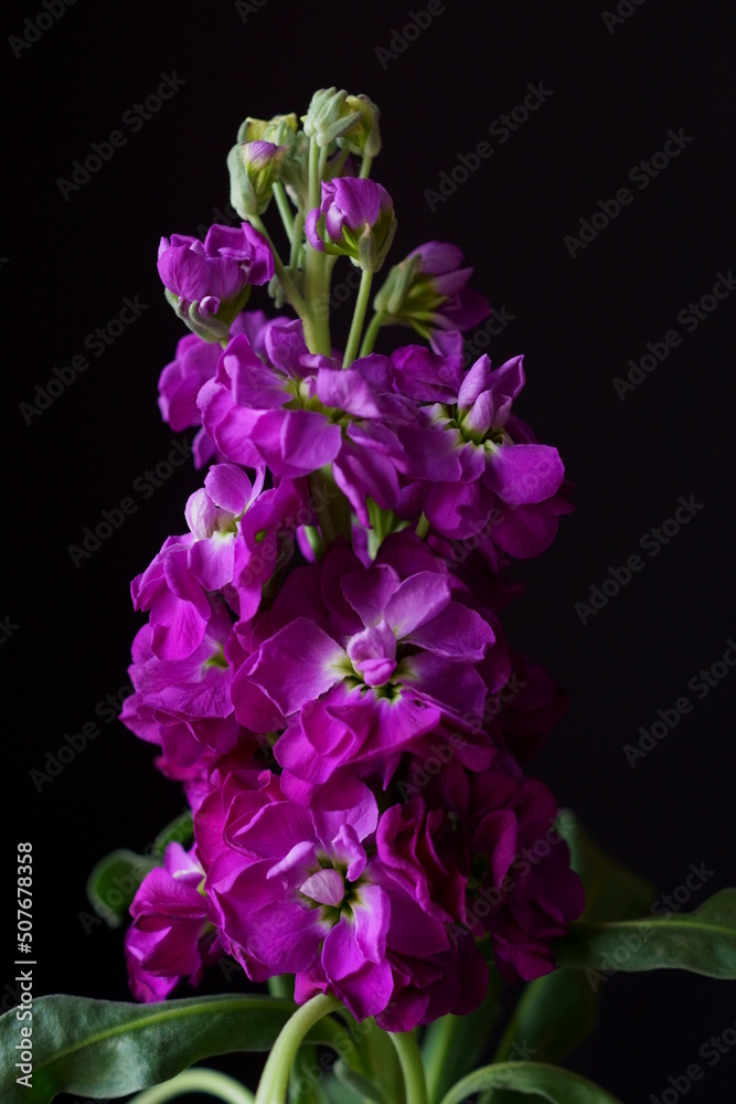 Beautiful background with purple matthiola, Matthiola Incana Stock ...
