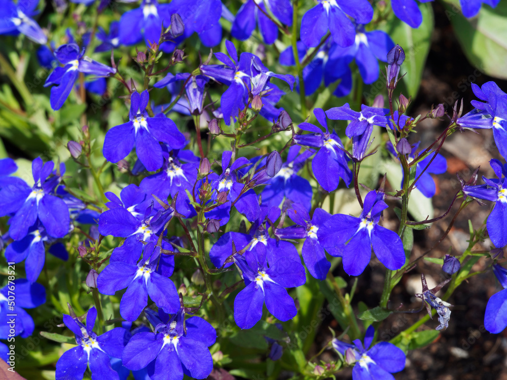 Lobelia erinus | Edging lobelia or garden lobelia with creeping dark ...