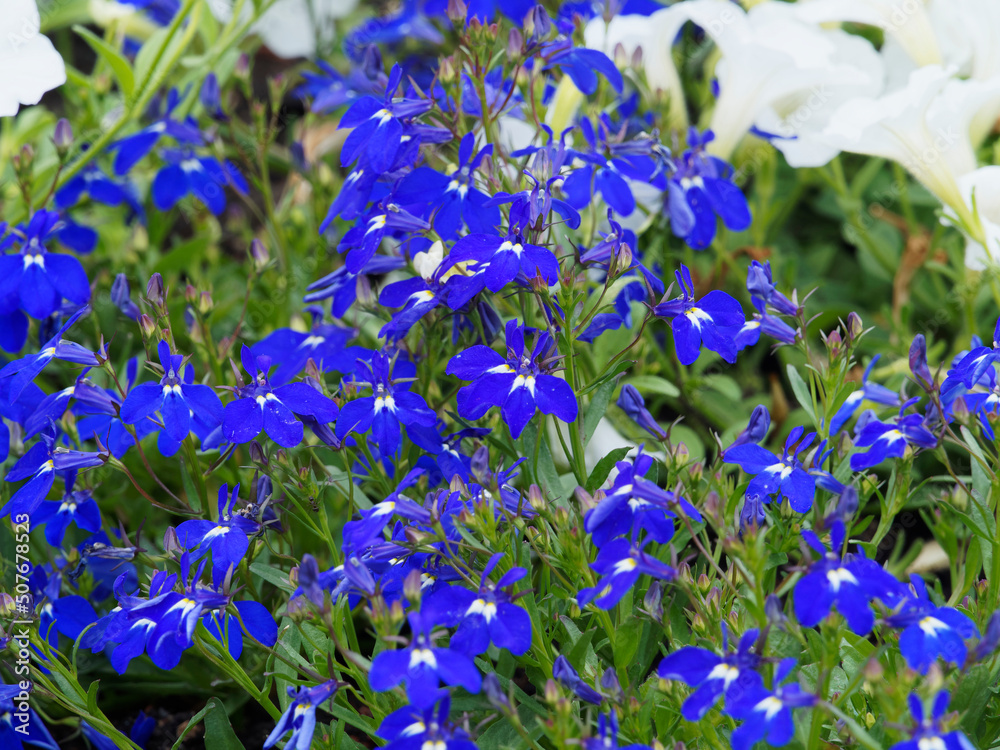 Lobelia erinus - Edging lobelia. Loose racemose inflorescences with ...