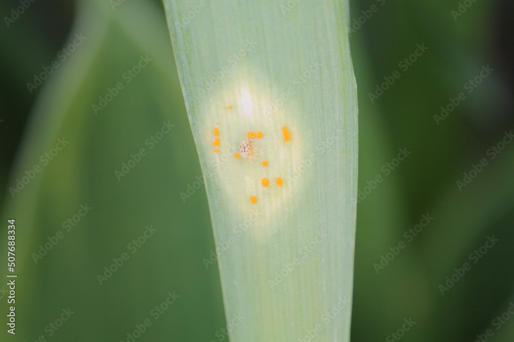 Onion rust (Puccinia allii). Symptoms of fungal disease of onion in ...