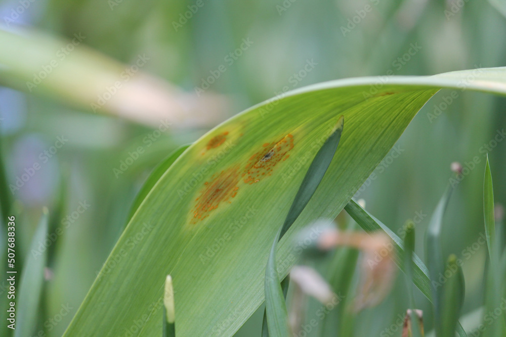 Onion rust (Puccinia allii). Symptoms of fungal disease of onion in ...