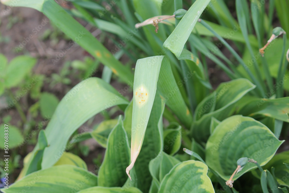 Onion rust (Puccinia allii). Symptoms of fungal disease of onion in ...