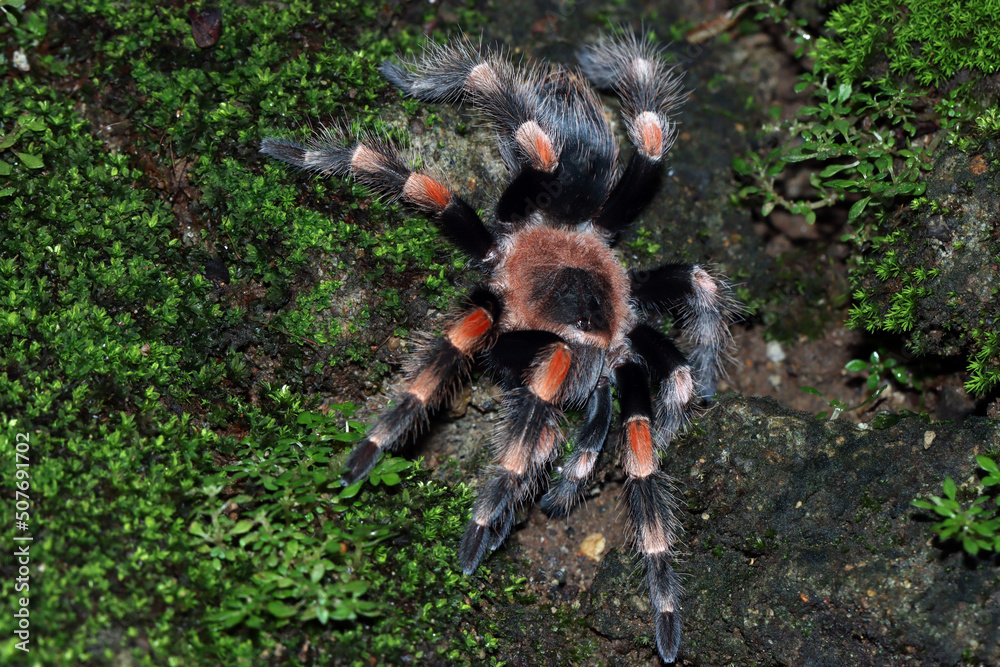 Overhead view of Hamorii tarantula (Brachypelma hamorii) on mossy ...