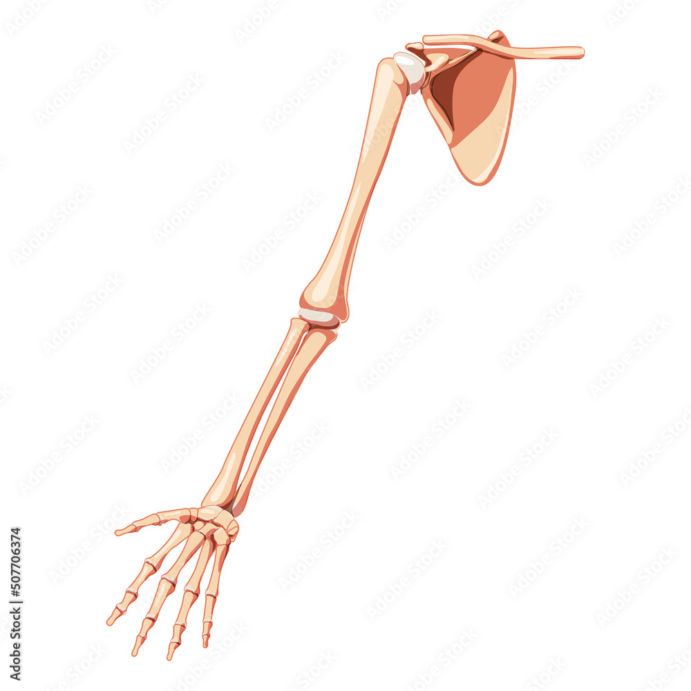 Upper limb Arm with Shoulder girdle Skeleton Human front view. Set of ...